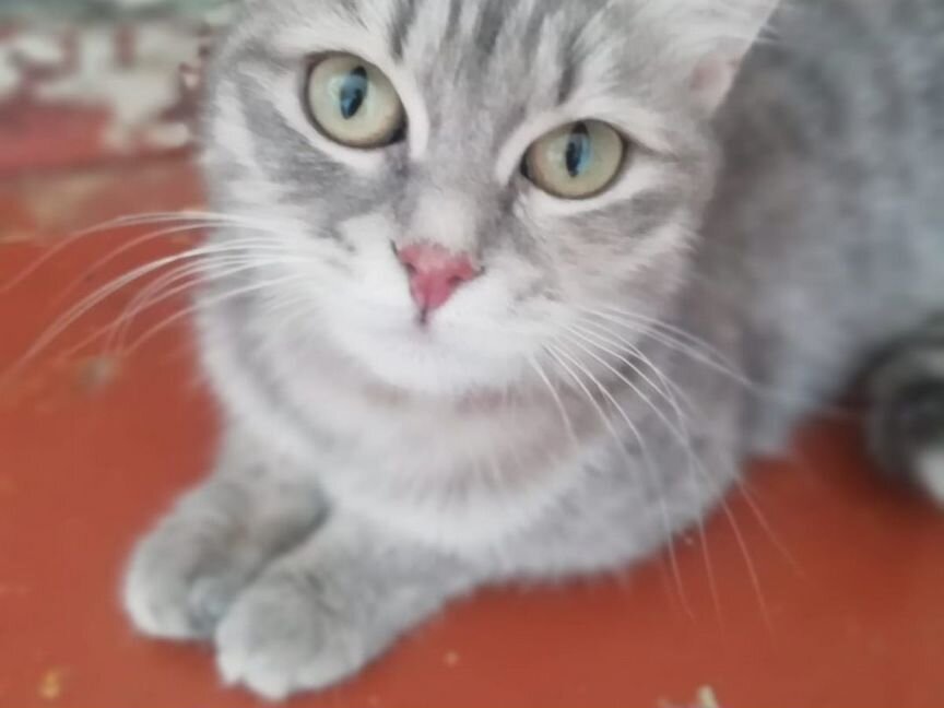Кошечка Алиса