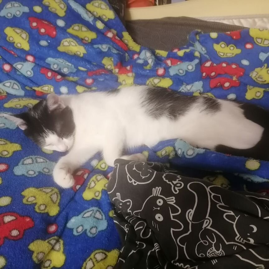 Котёнок