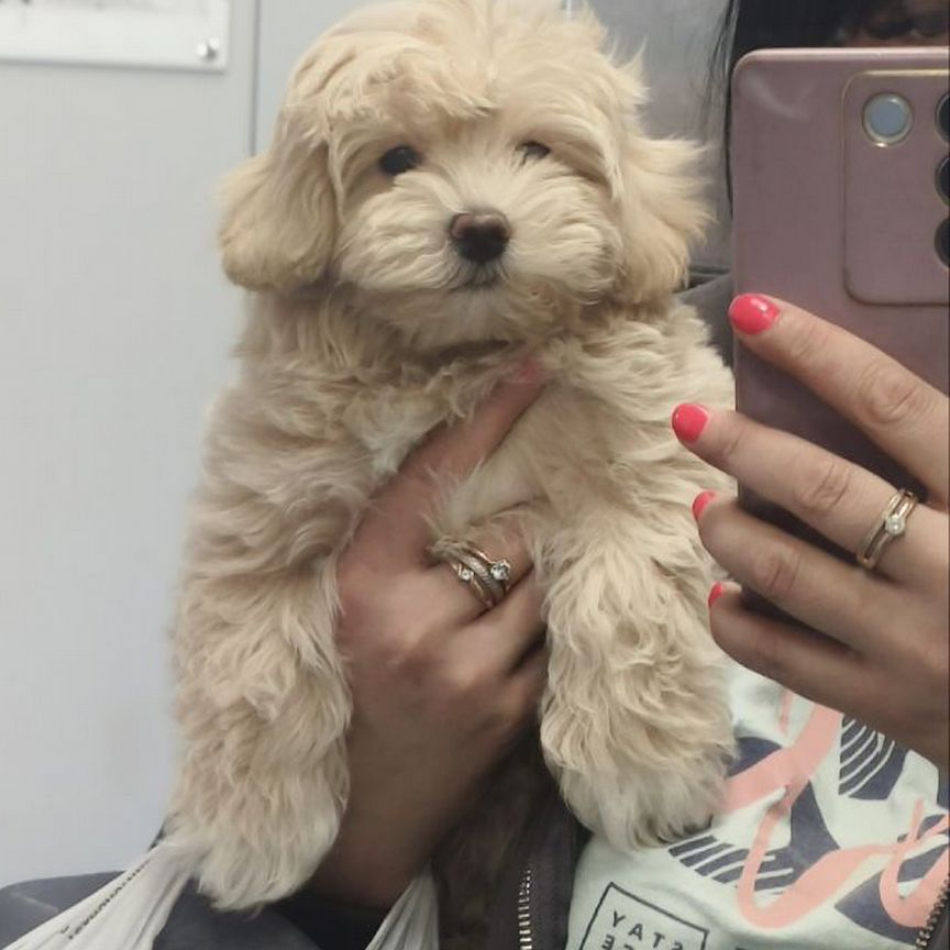 Мальтипу, щенок