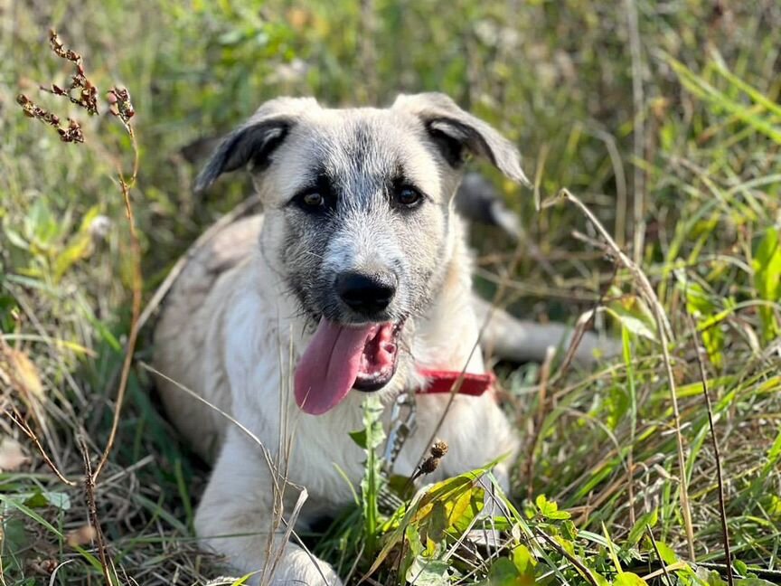 Собака в добрые руки
