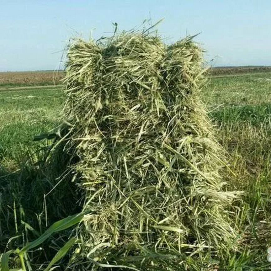 Сено суданка