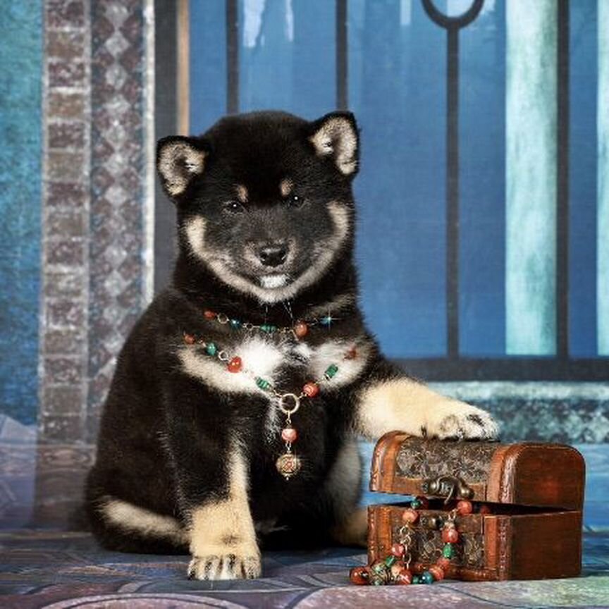 Шикарный мальчик сиба ину