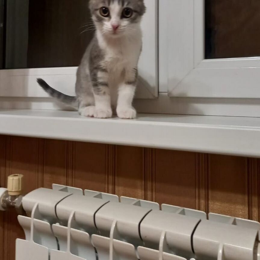 Кошки - крошки