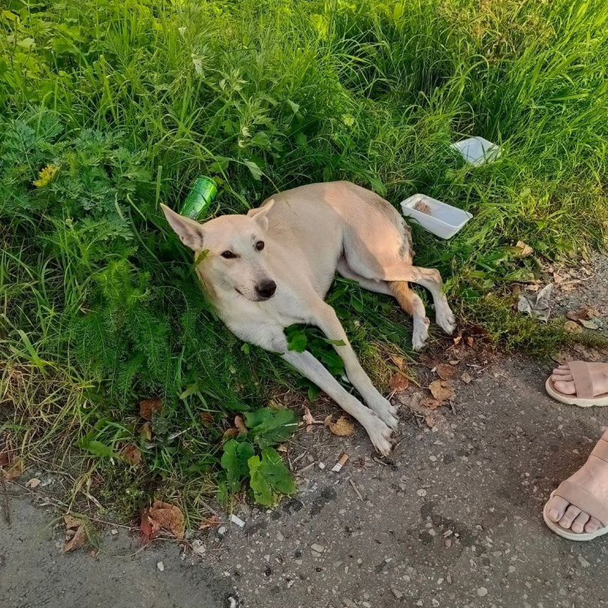 Некрупная собака стерильная