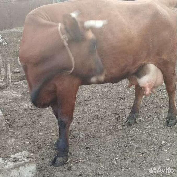 Корова дойная с теленком