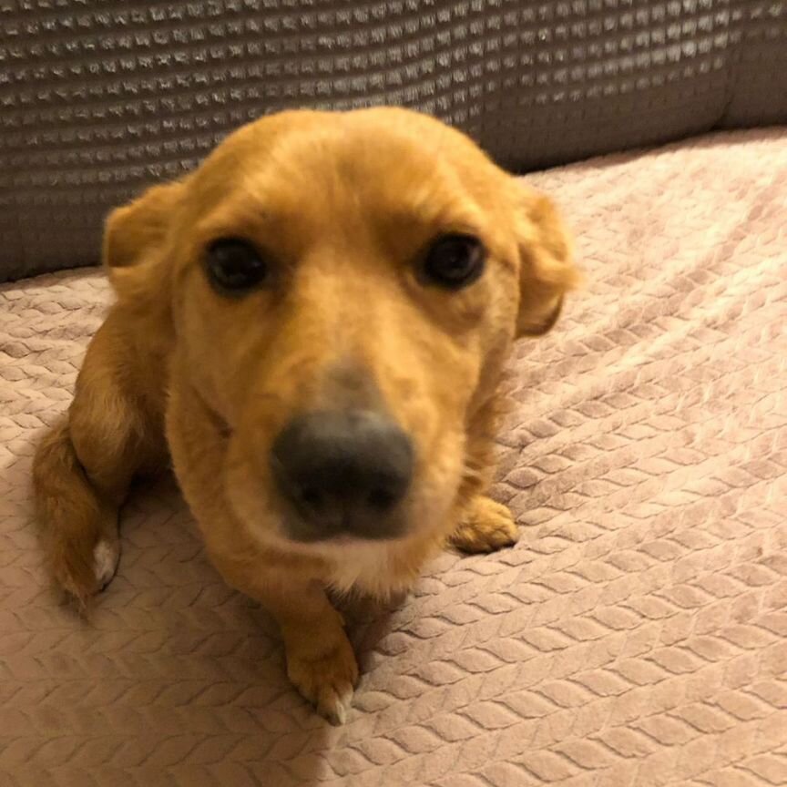 Собачка Лиза