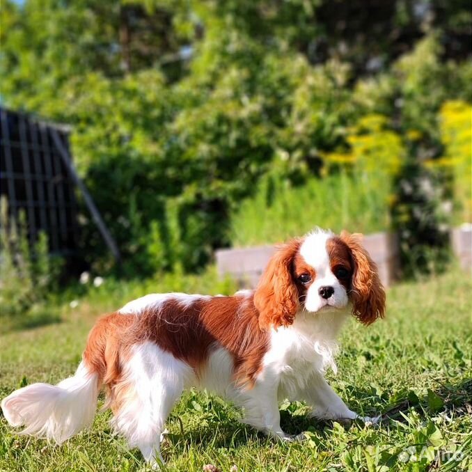 Супер мини девочка,кавалерочка