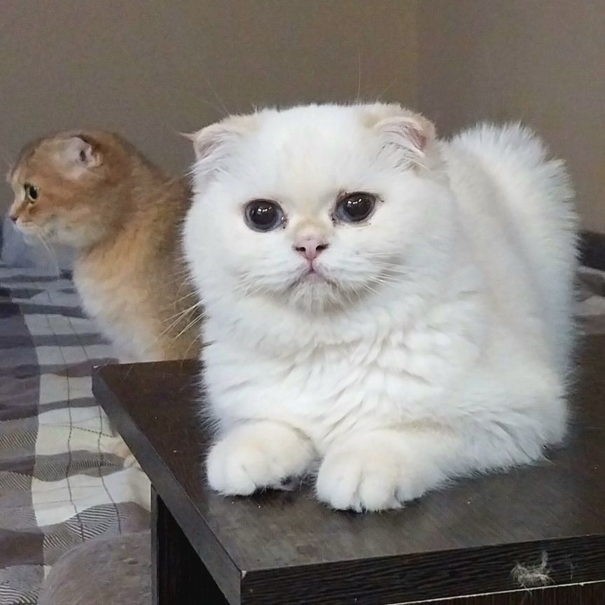 Шотландский вислоухий короткошёрстный котёнок