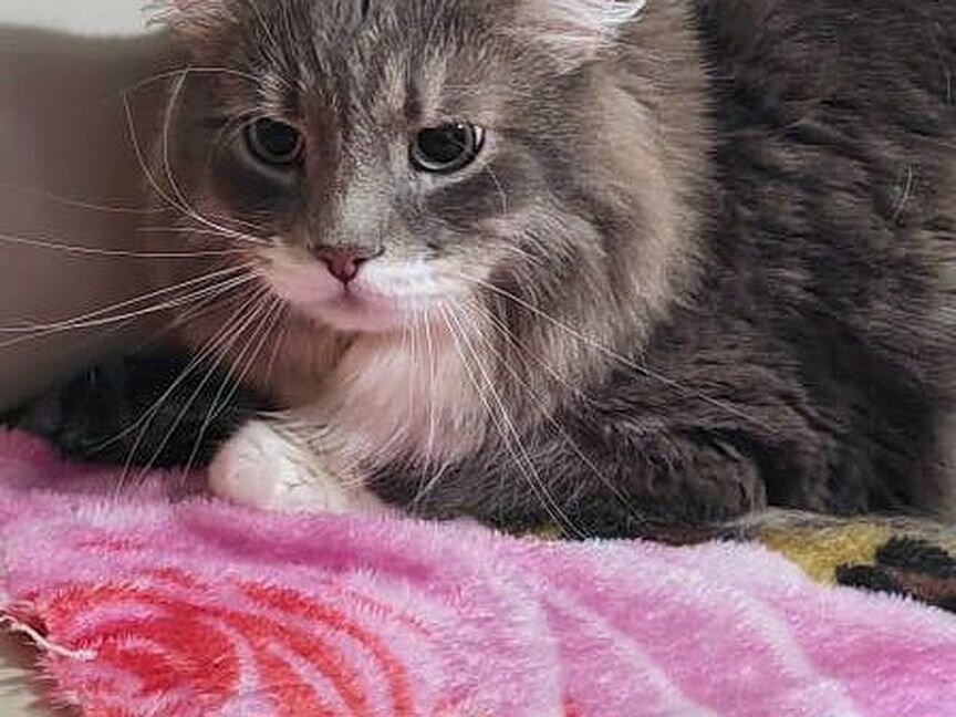 Вася очередное ненужное наследство