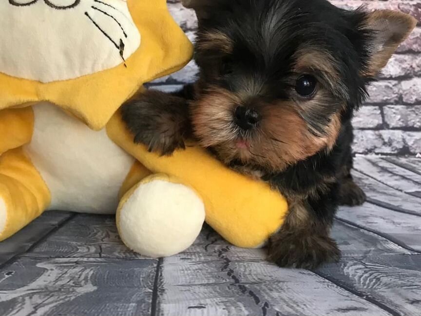 Йоркширский терьер щенки