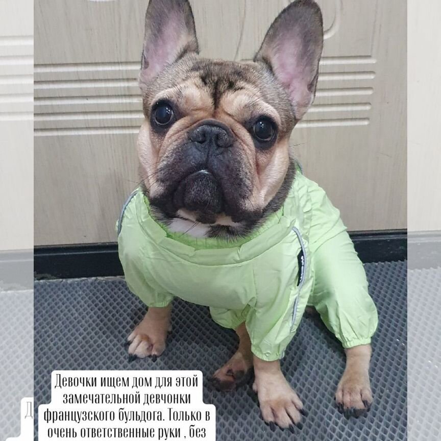 Французский бульдог, взрослая собака