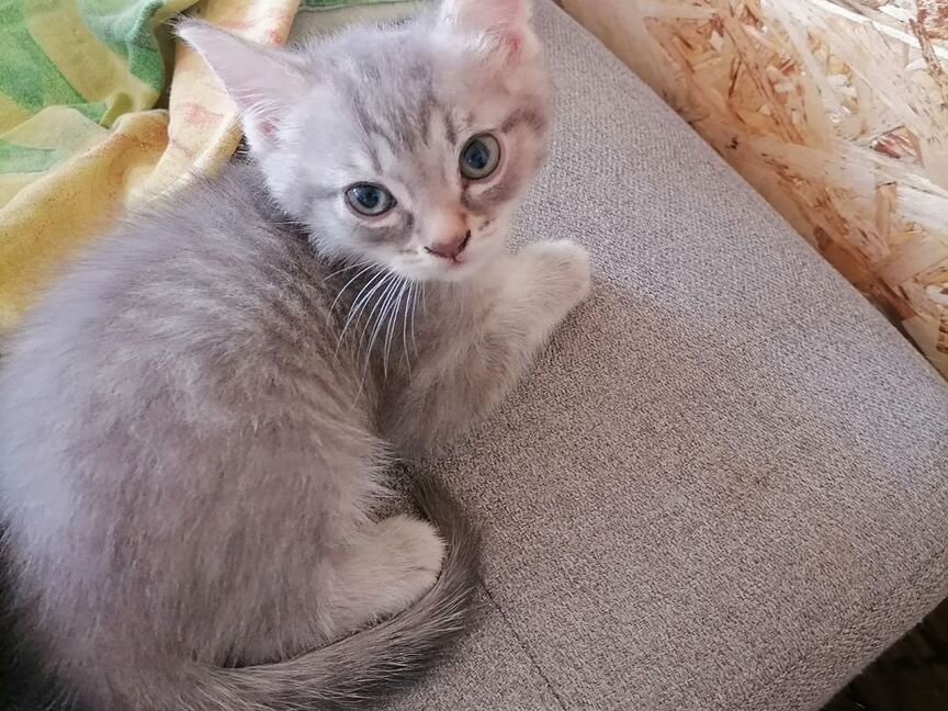 Кошка