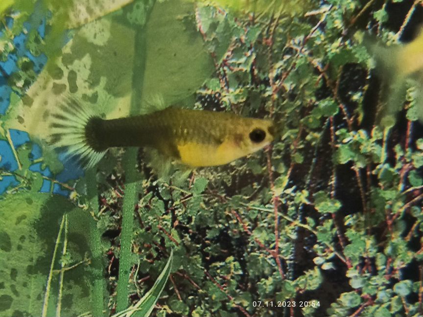 Отдам бесплатно или обменяю рыбку