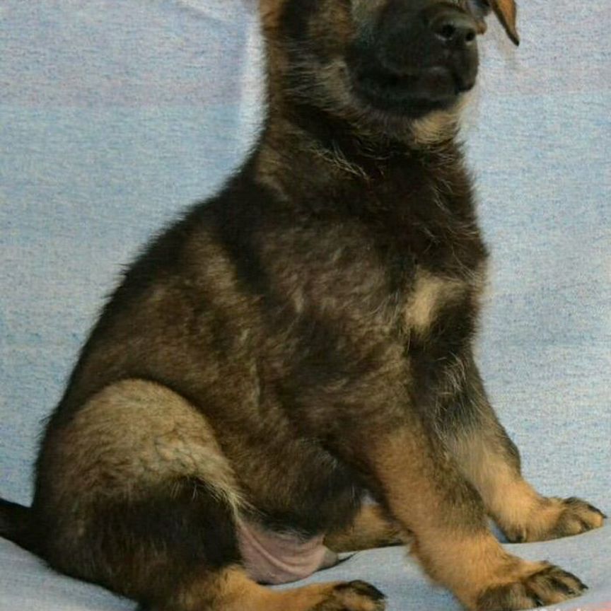 Немецкая овчарка