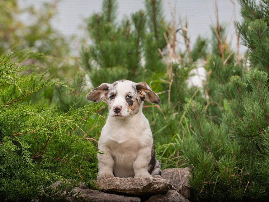 Вельш-корги кардиган