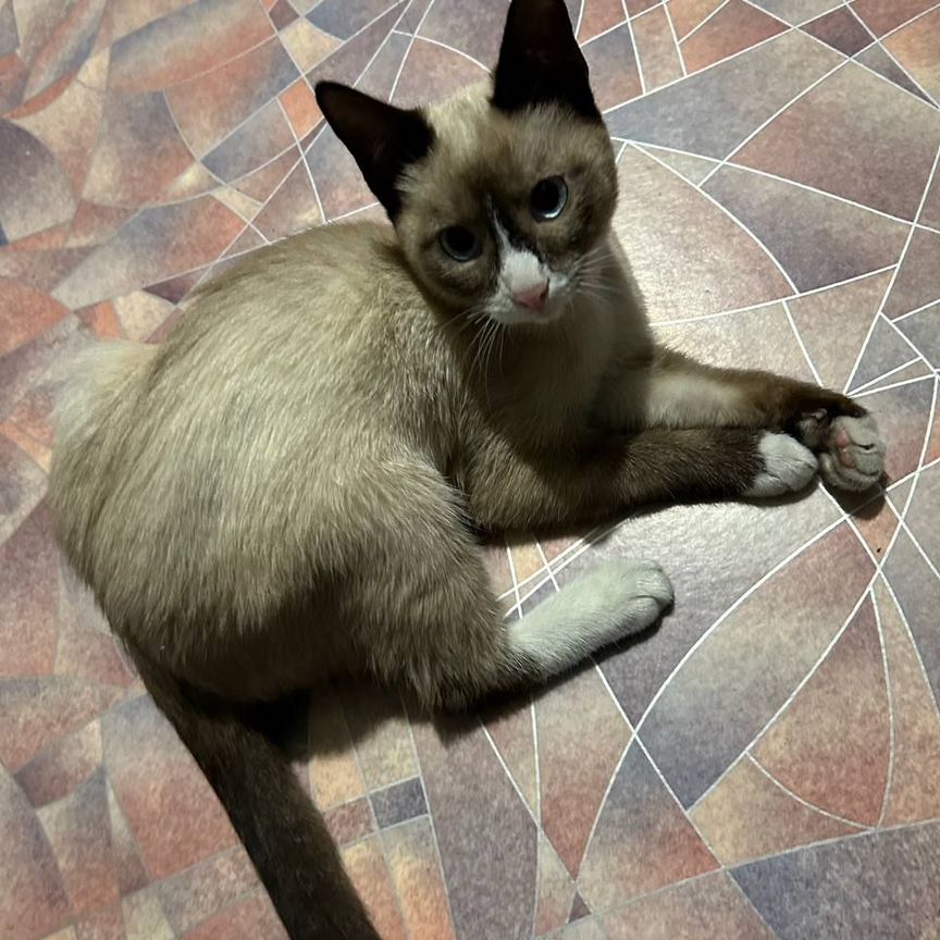 Сиамский котик 5 месяцев