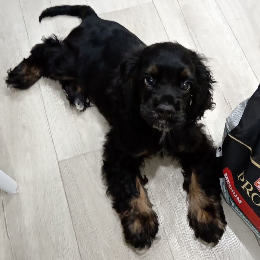 Корм для щенков средних пород