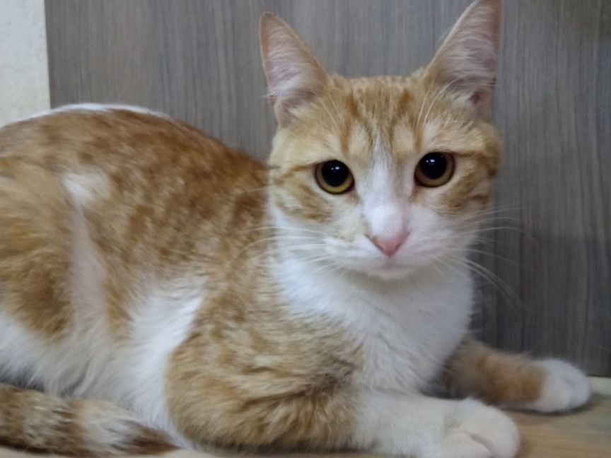Кошечка в добрые руки
