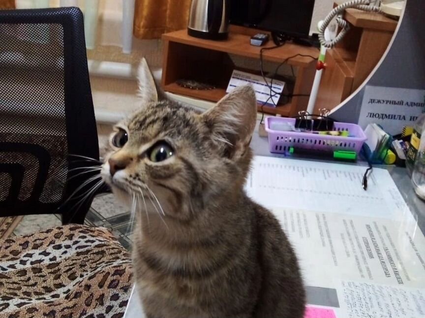 Котенка порвали собаки нужен дом