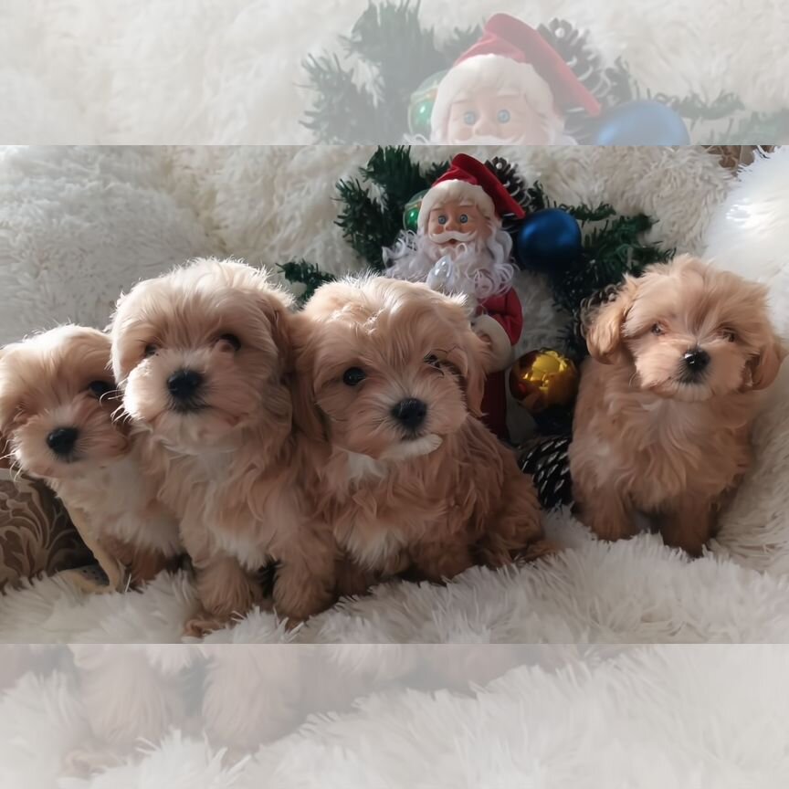 Мальтипу, щенок