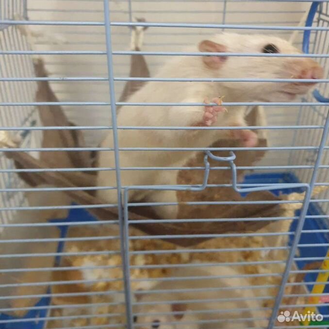 Ручная крыса