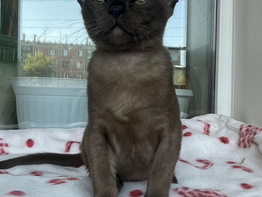 Бурманская кошка