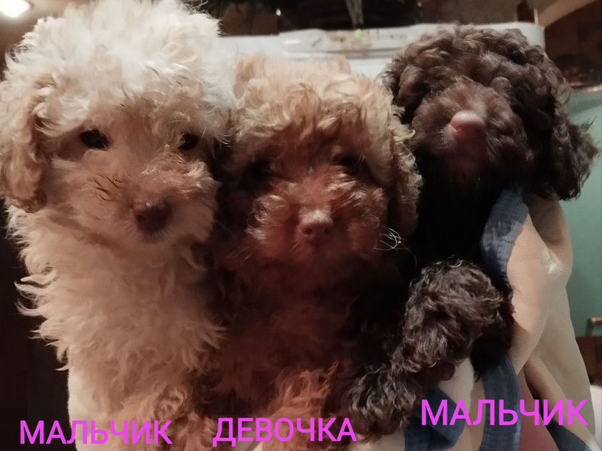 Тойпуделя И карликовые