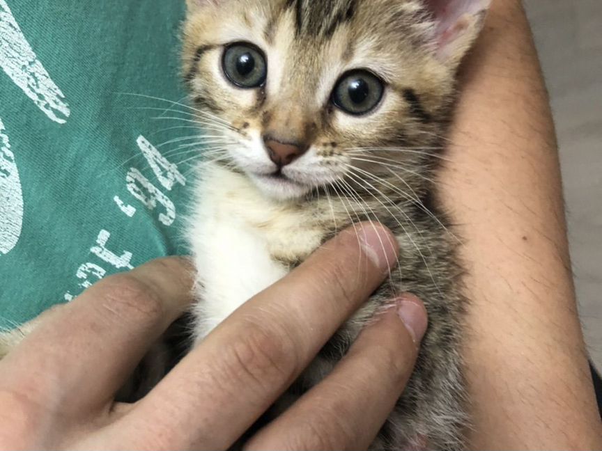 Очаровательный котенок-бенгал