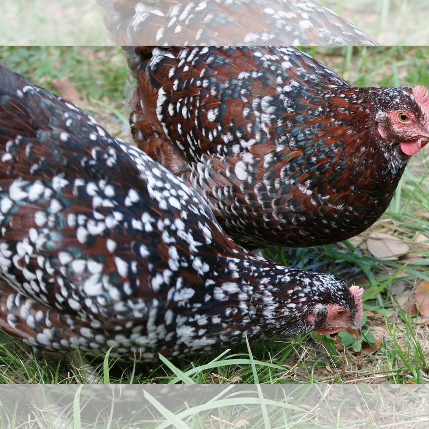 Куры разных пород