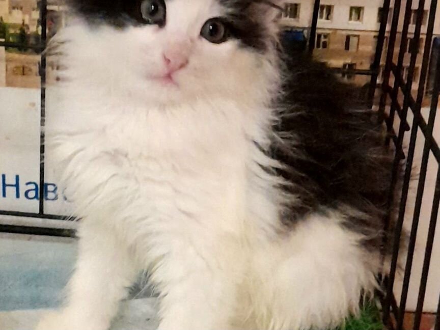 Котенок пушик