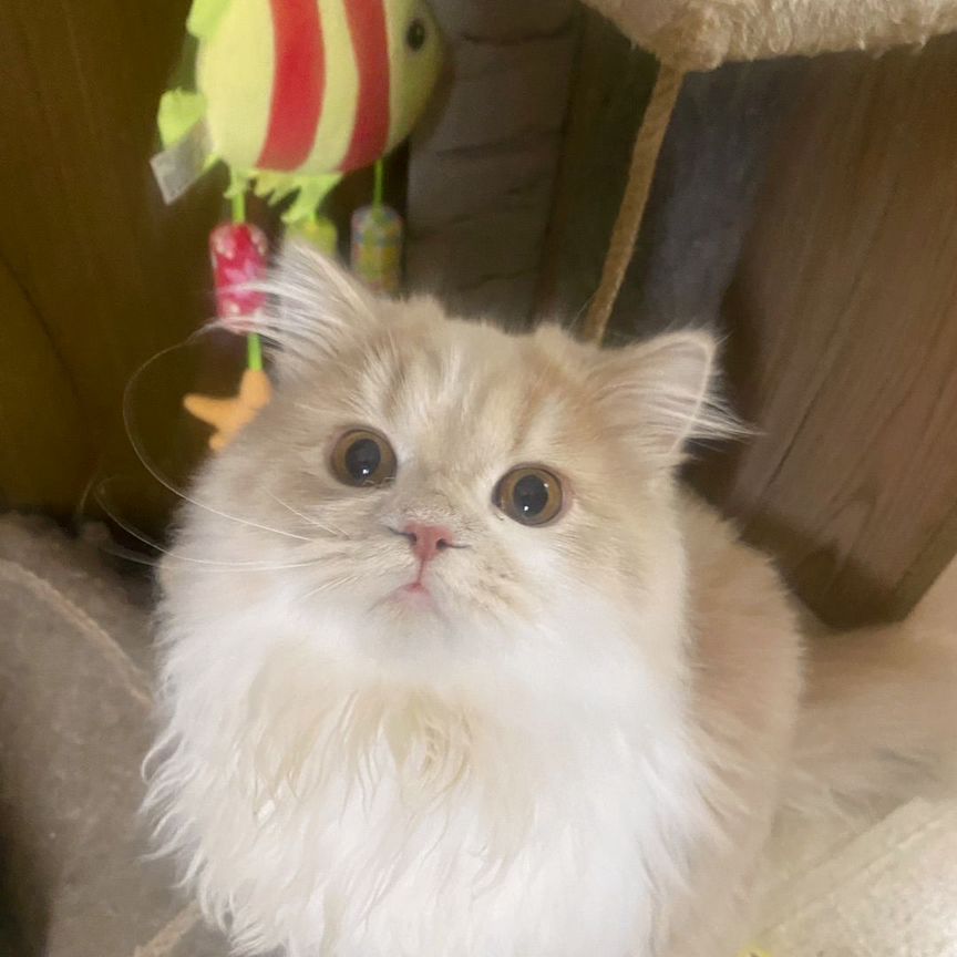 Шотладский мальчик