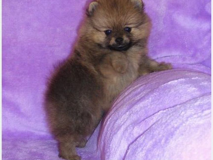 Померанский шпиц