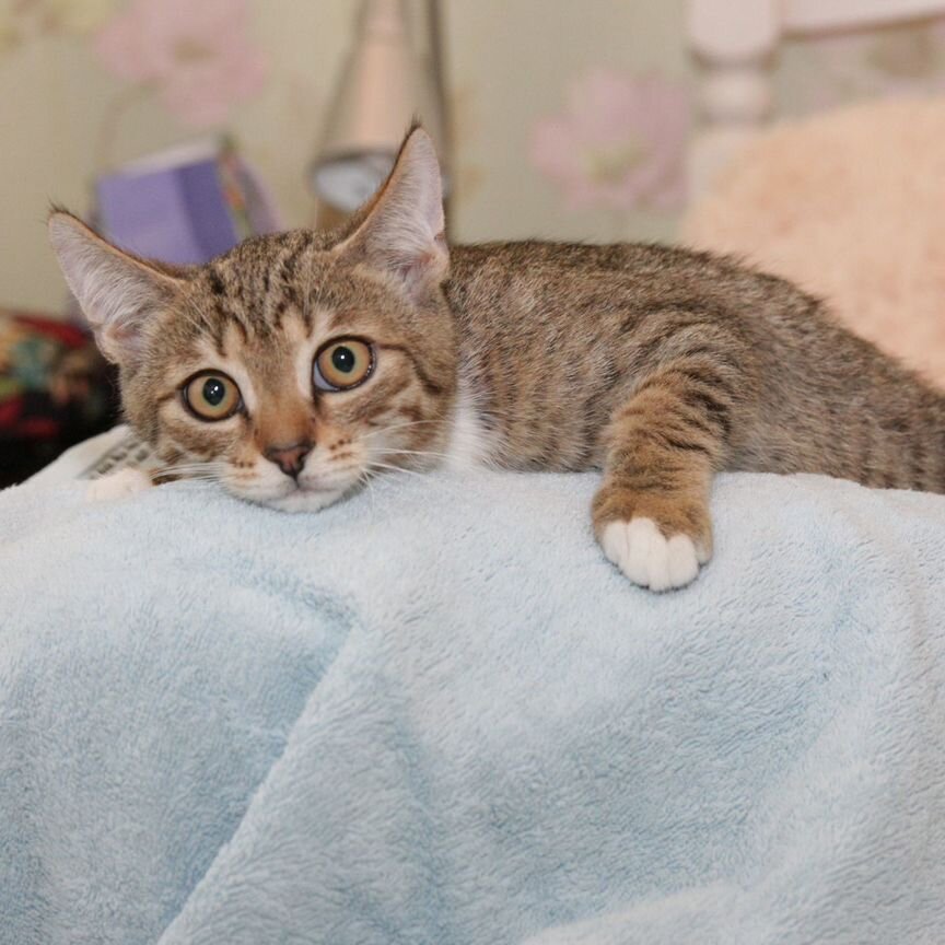 Степочка малыш 3 месяца в добрые руки