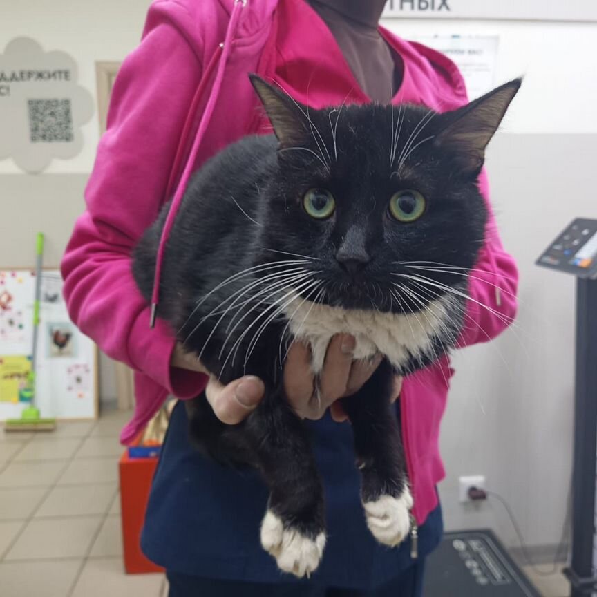 Котик Сеул ищет дом