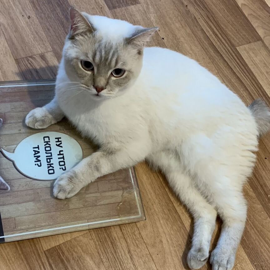 Британский короткошёрстный, взрослый кот