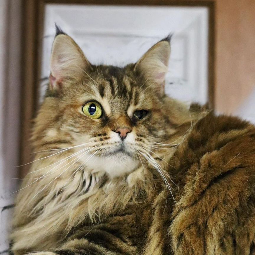 Тася ищет дом