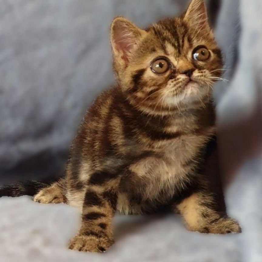 Малыш Десерт