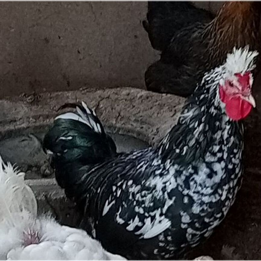 Продам куриц, петухов