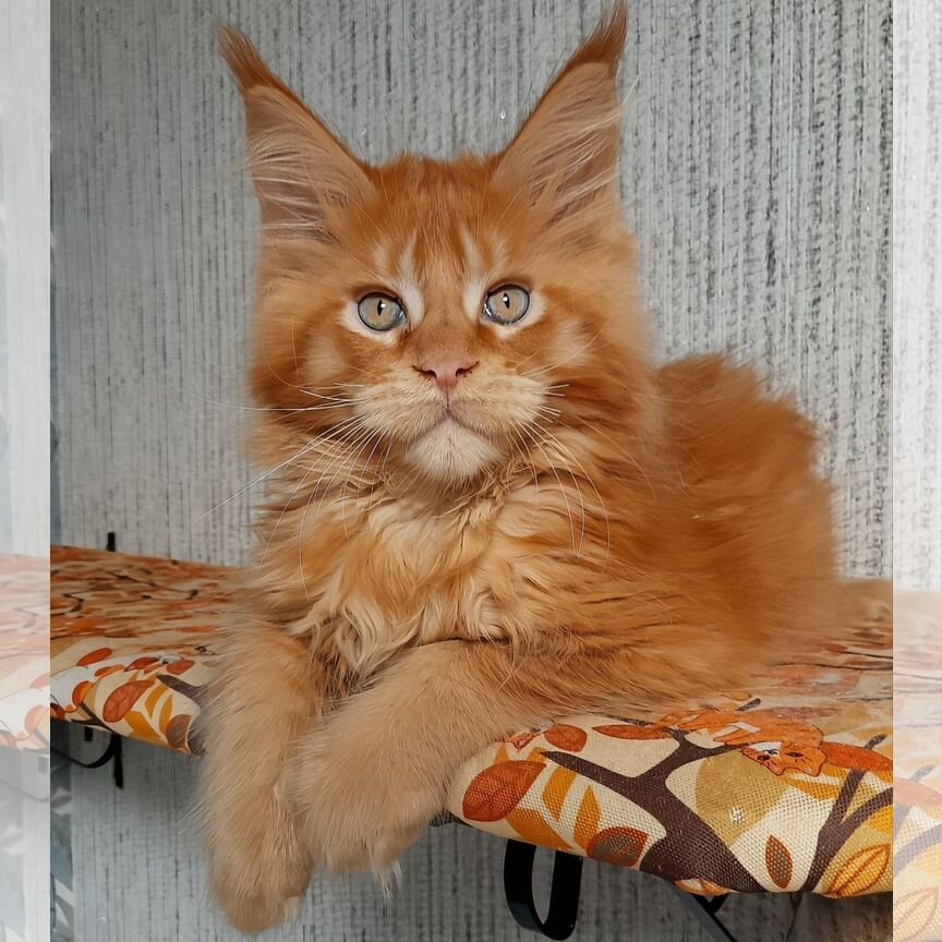 Мейн-кун котёнок