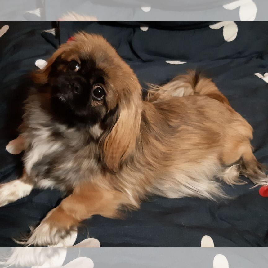 Пикеносики