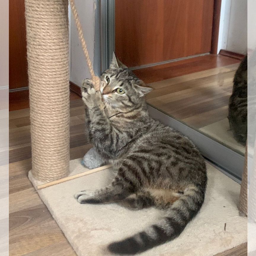 Взрослая, кошка в добрые руки