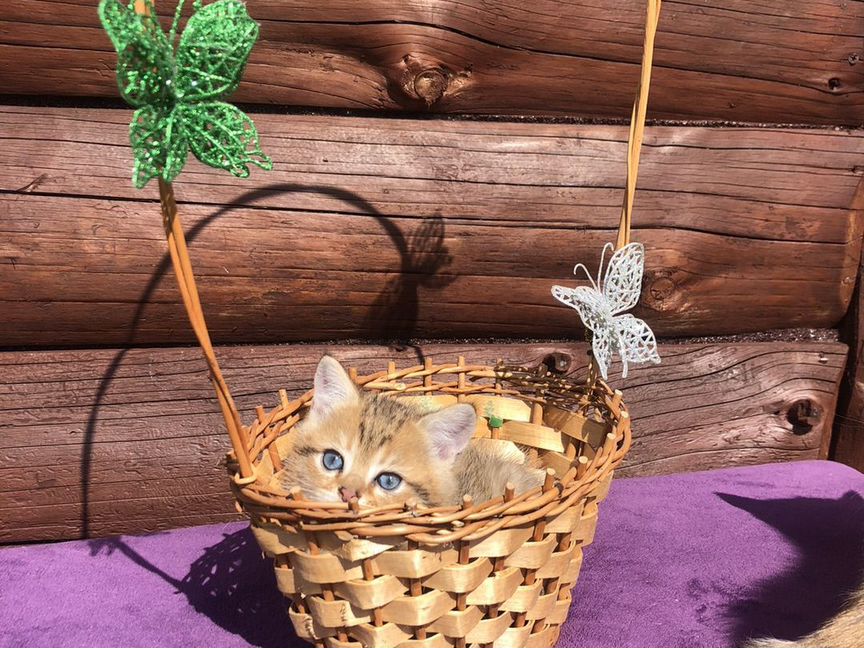 Британские котята