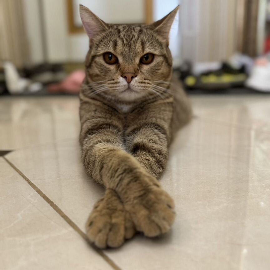 Отдам кота в добрые руки