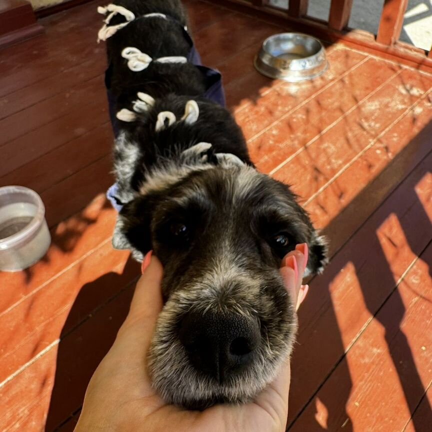 Собачка Боня в добрые руки