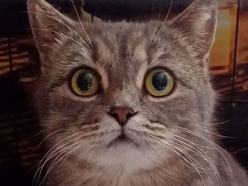 Кошка