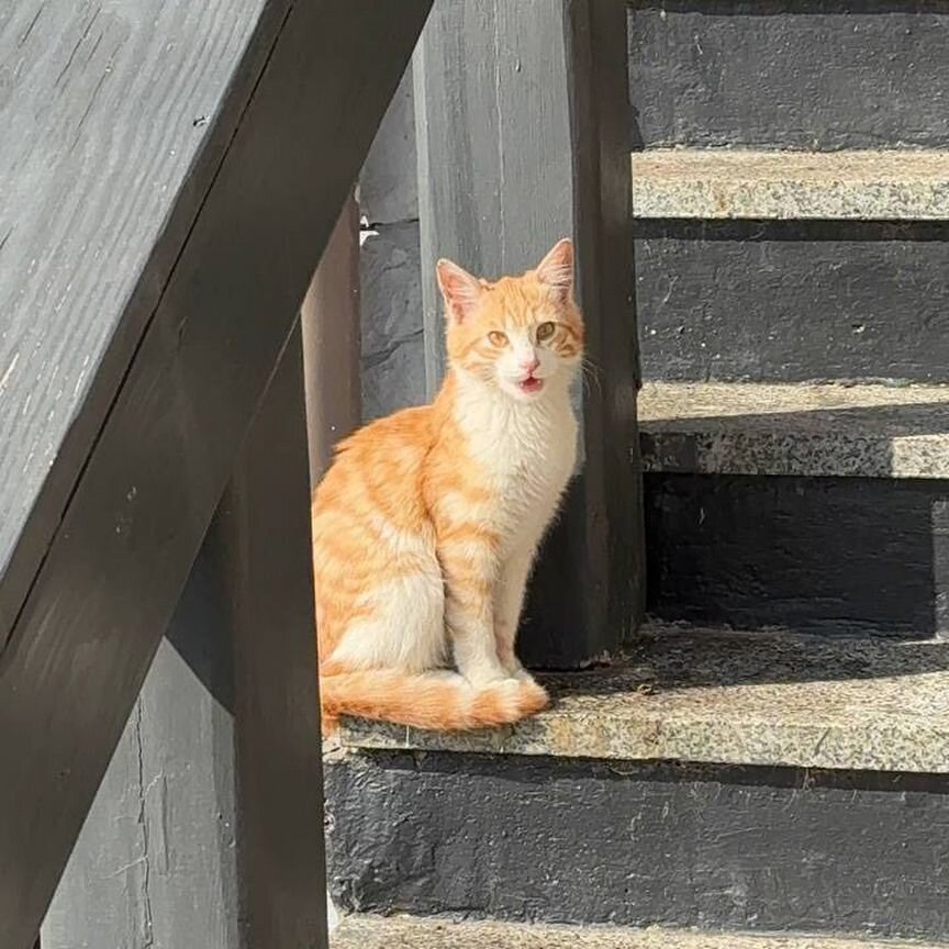 Рыжик в добрые руки