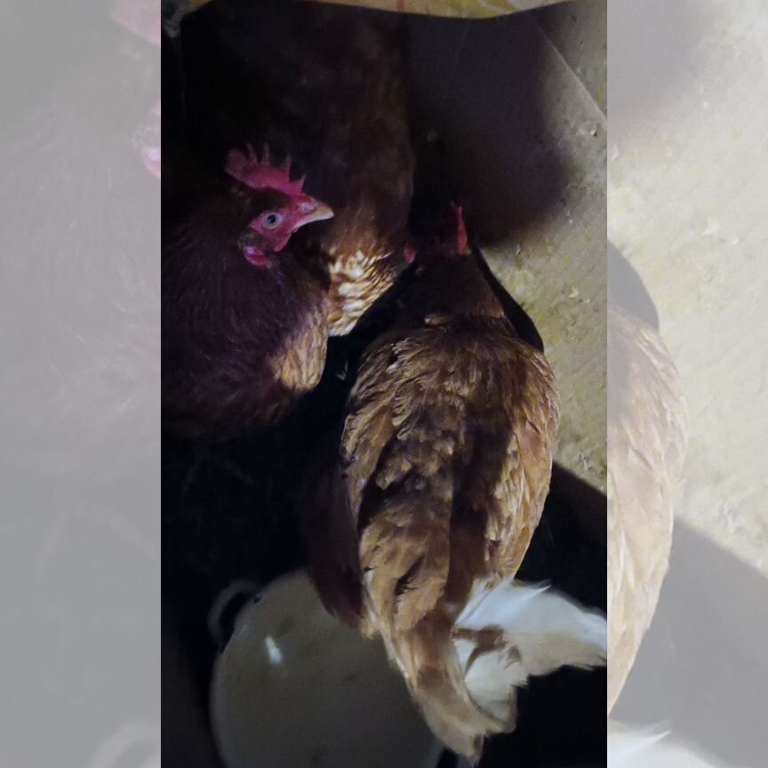 Куры несушки домашние