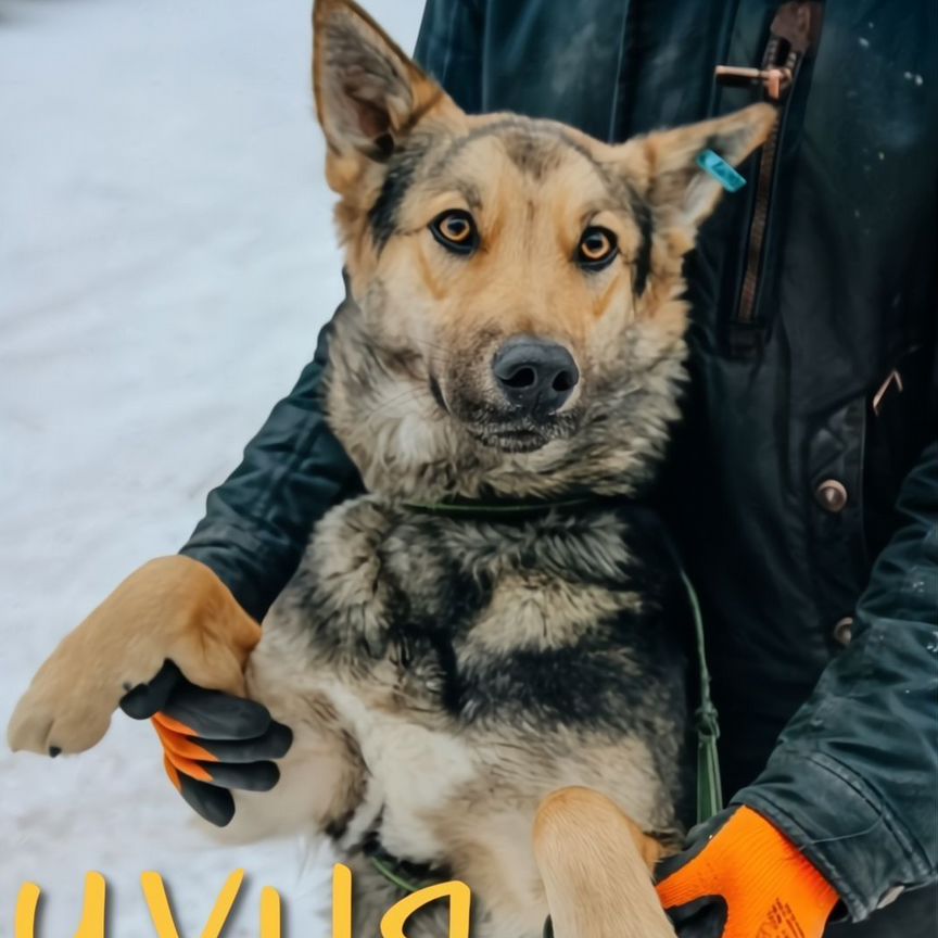 Взрослая собака в добрые руки