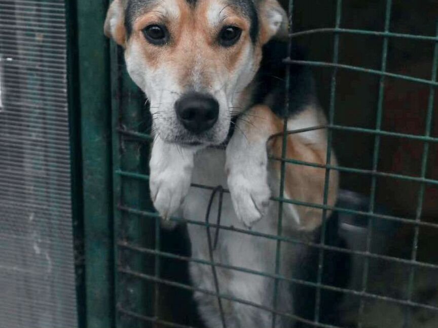 Собака тоскует в приюте