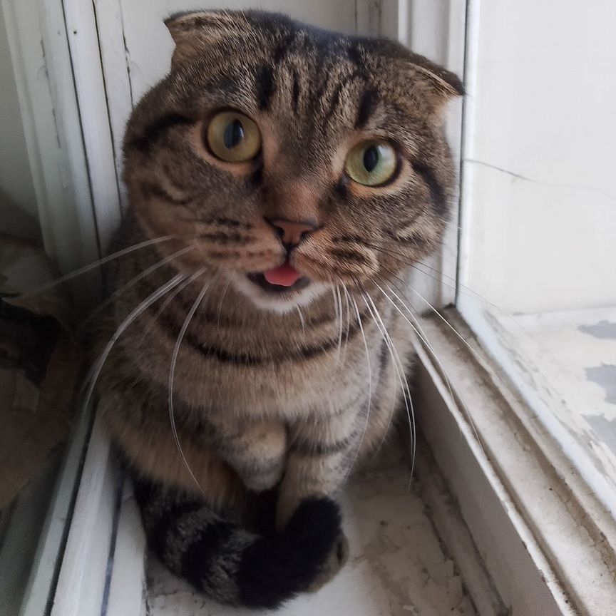 Шотландская вислоухая короткошёрстная кошка, взрослая